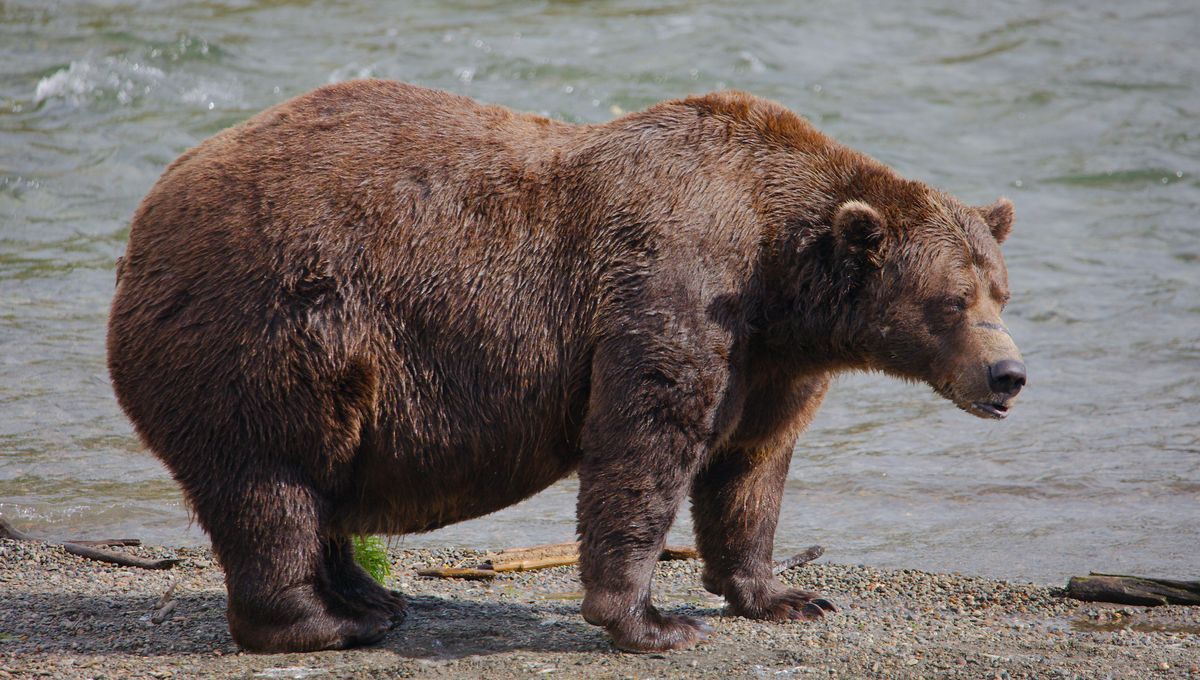 Fat Bear Week 2025 Comes Early, Kicking Off This September – But Why Is ...