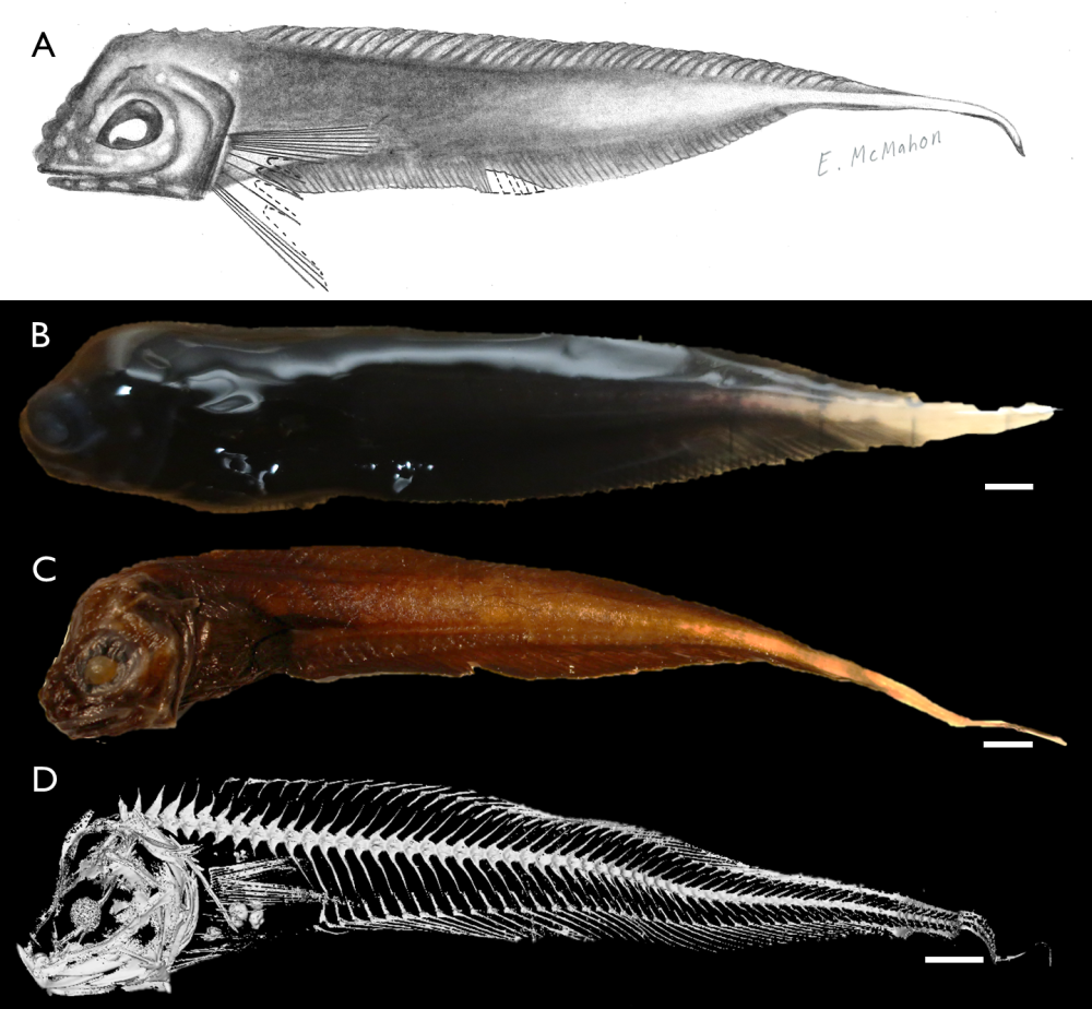 New Species Of Snailfish Discovered 3,268 Meters Below The Sea, And It ...