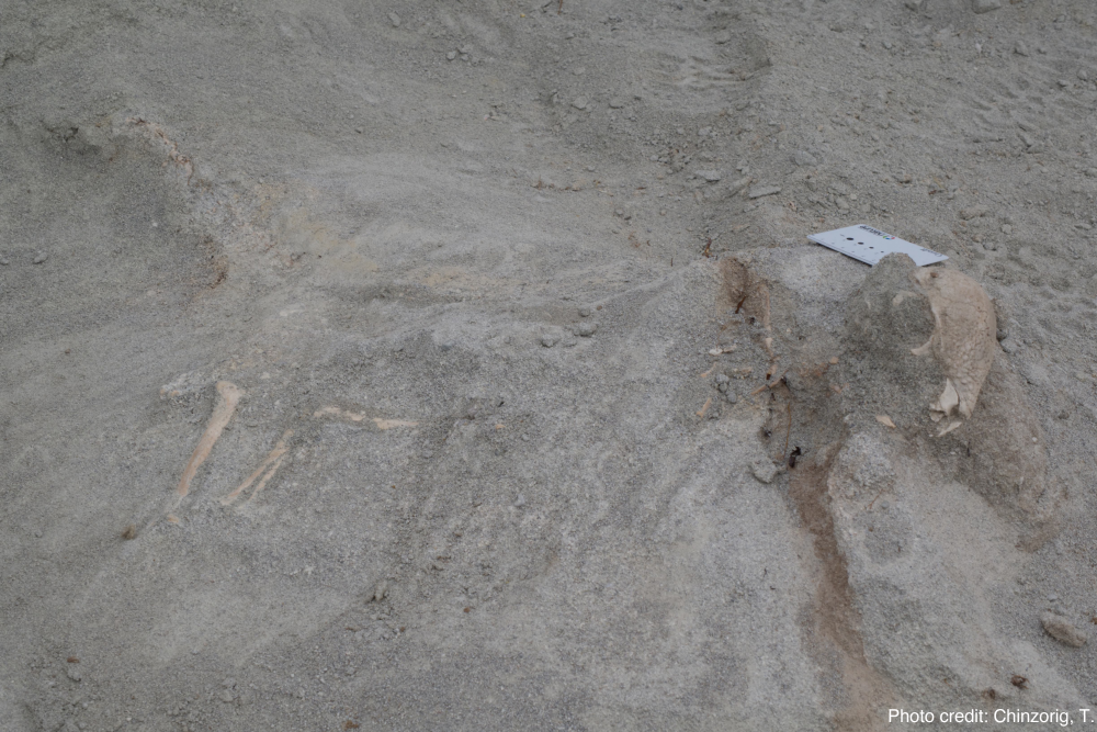 New Species Of 108-Million-Year-Old Pachycephalosaur Is The Oldest And ...