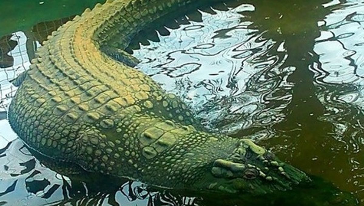 The Largest Crocodile Ever Recorded And Captured Was 6.17 Meters And ...