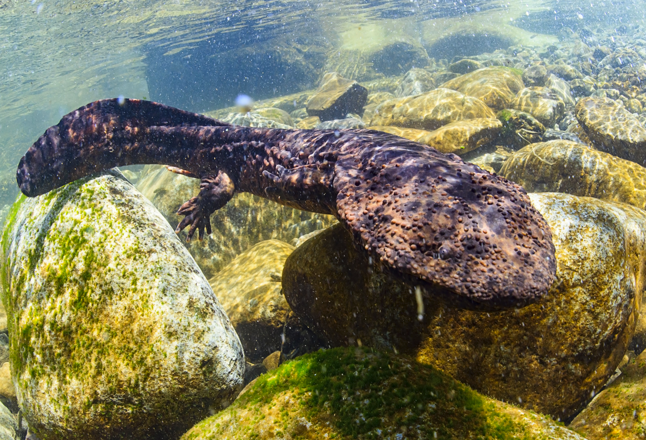 Hybrid Giant Salamanders Are Creating A Very Sticky Situation | IFLScience