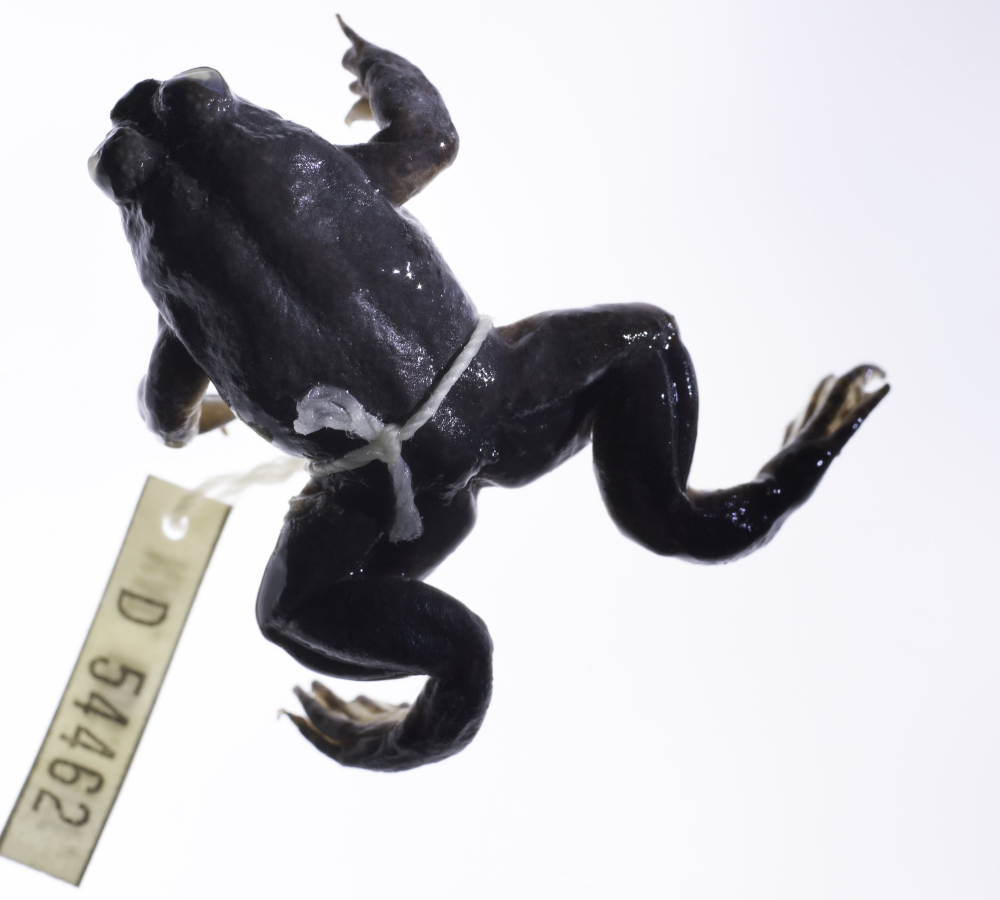These “Gastric-Brooding” Frogs Are Totally Unique, Incubating Eggs In ...