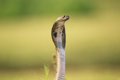 Missouri’s Great Cobra Scare Of 1953 Was Finally Solved After 35 Years ...