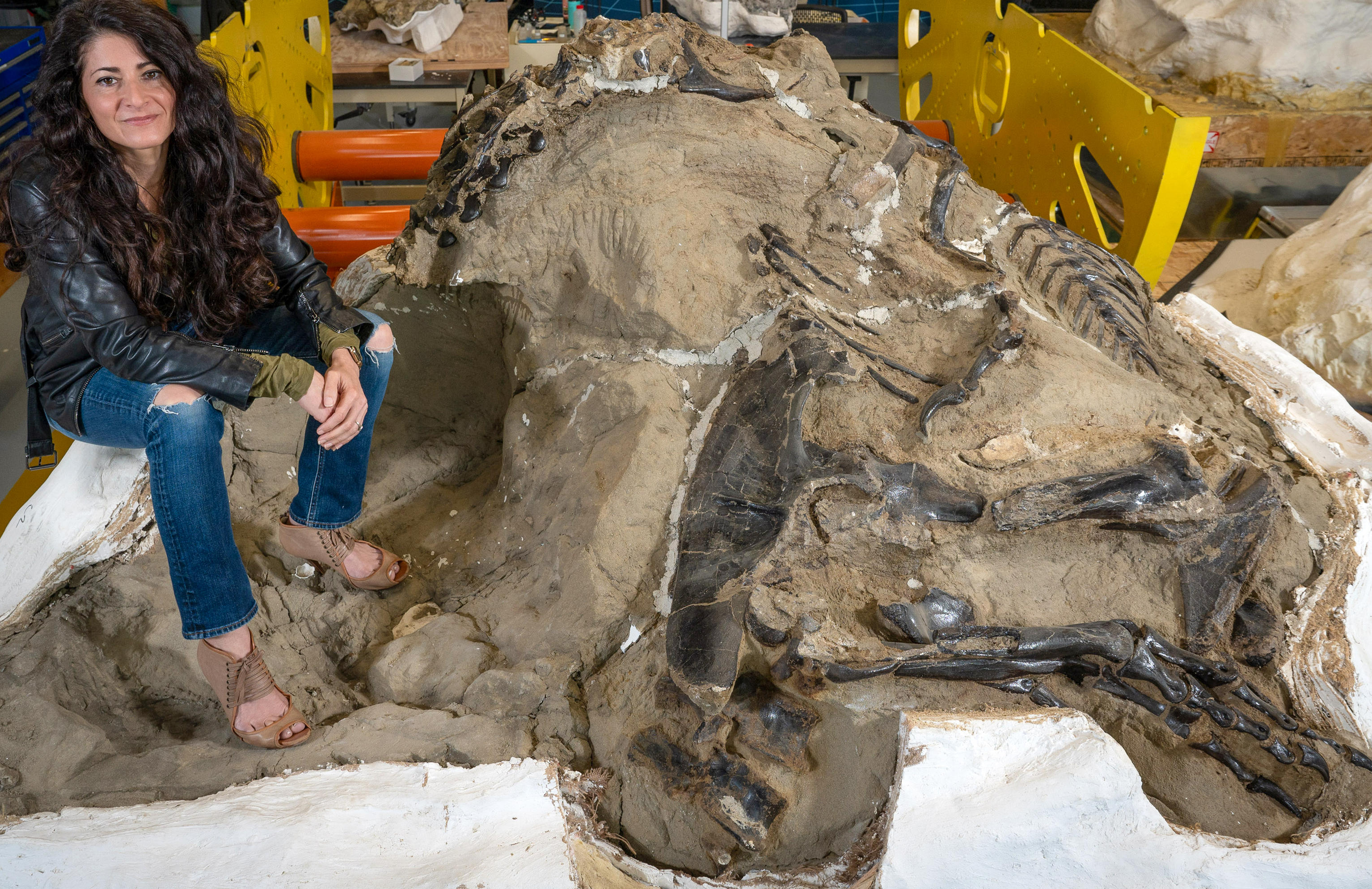 Iconic "Dueling Dinosaurs" Fossil Confirms Nanotyrannus Status As Own ...