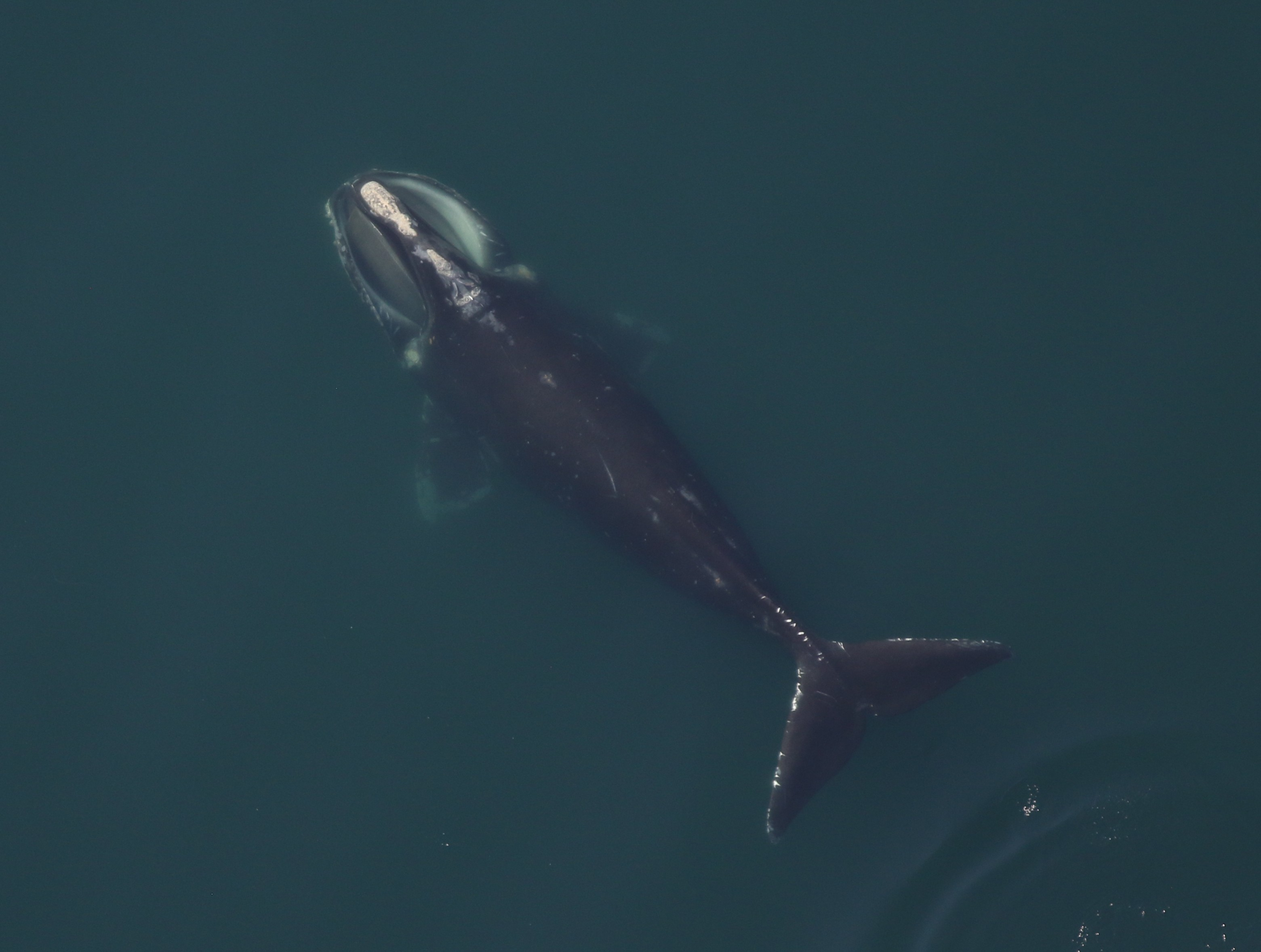 18 Endangered North Atlantic Right Whales Given Creative New Names ...