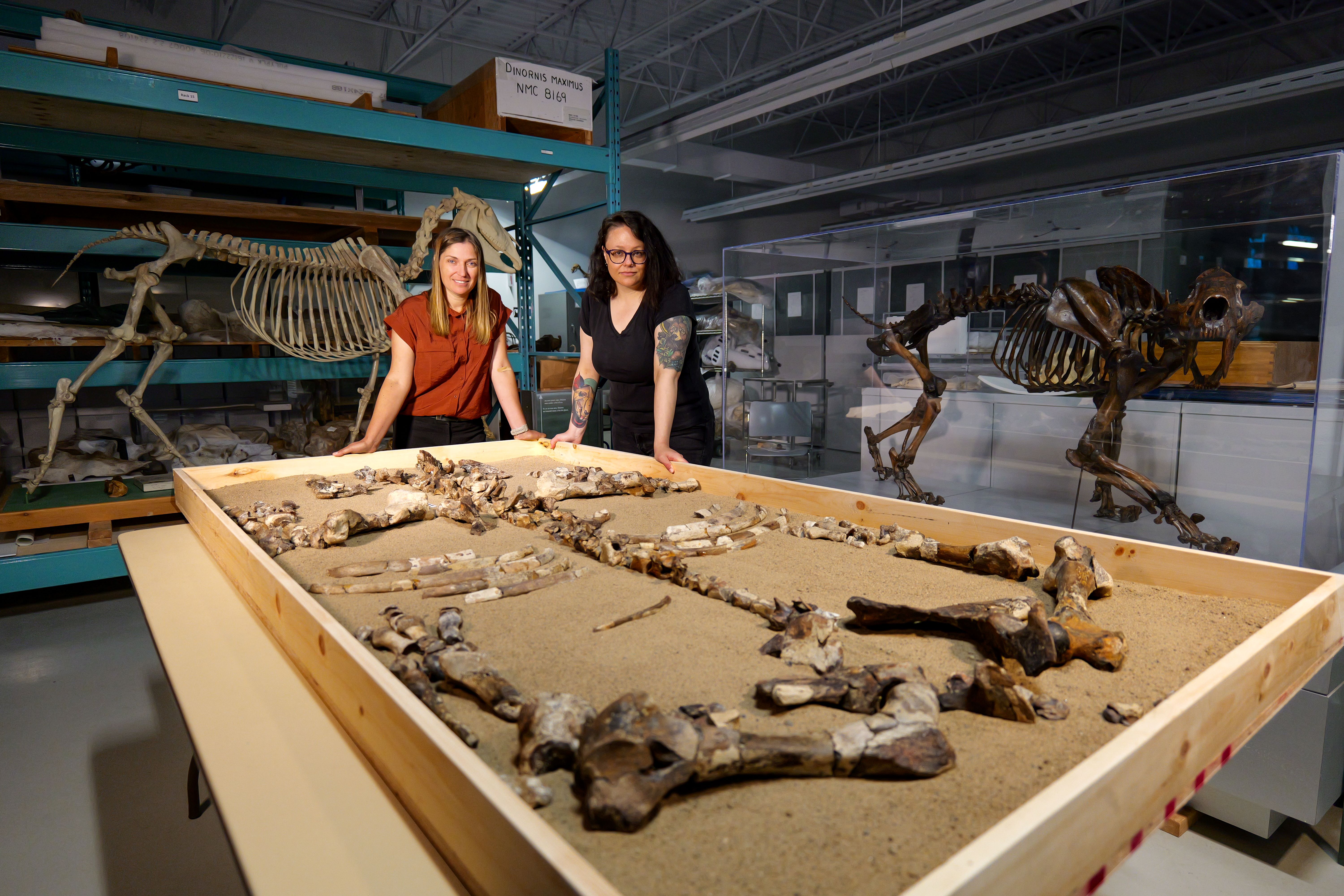 Nearly Complete Fossil Of 23-Million-Year-Old Rhino Discovered In ...