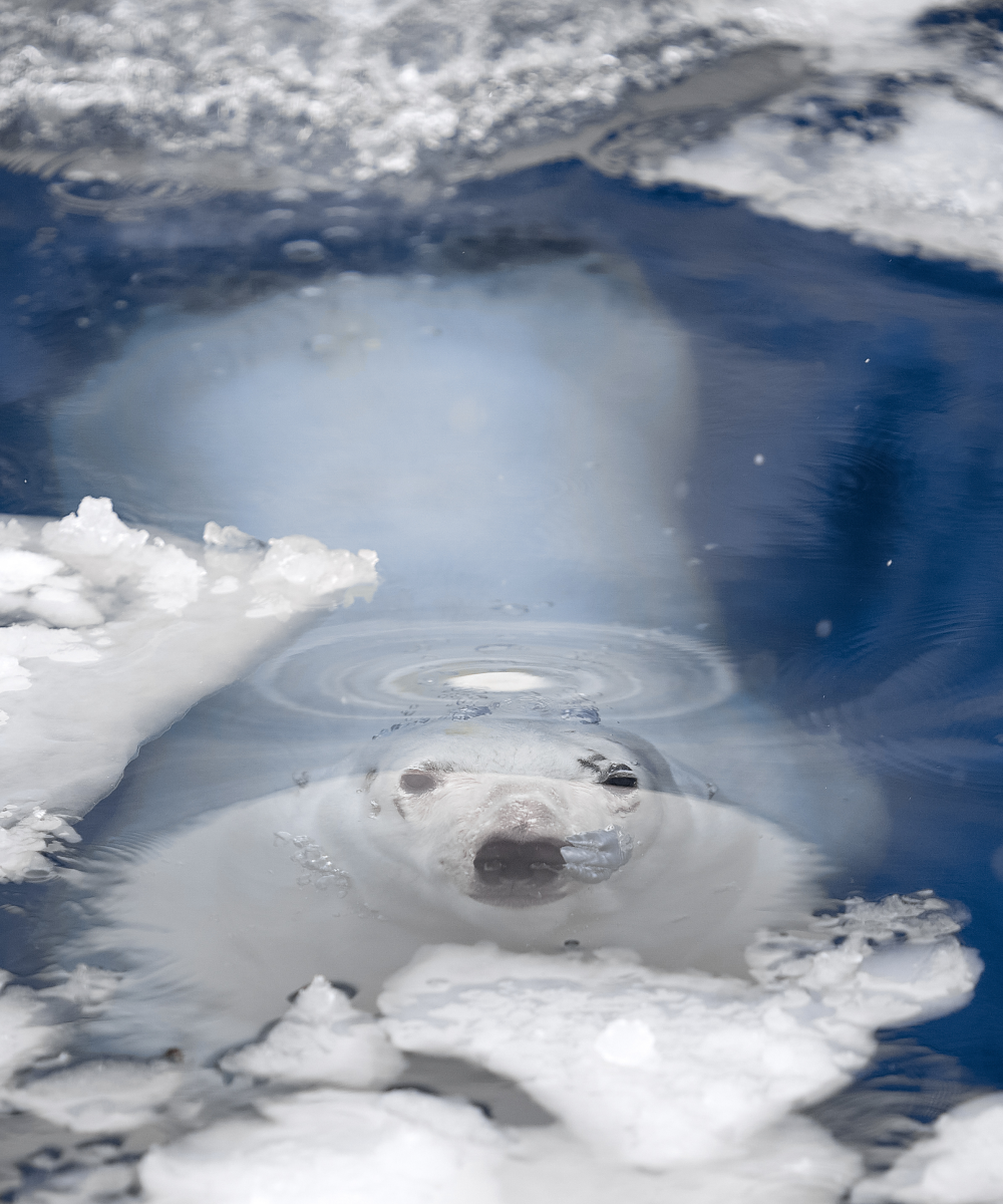 Are There Animals Without Natural Predators? Meet Earth’s Apex ...