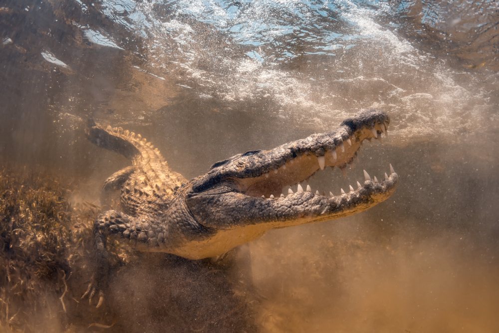 Are There Animals Without Natural Predators? Meet Earth’s Apex ...