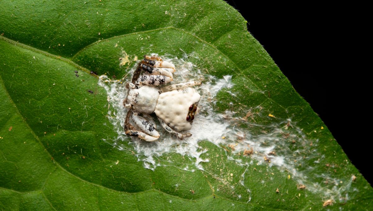 Meet The Bird-Dung Crab Spiders, Masters Of Disguise That Look And ...