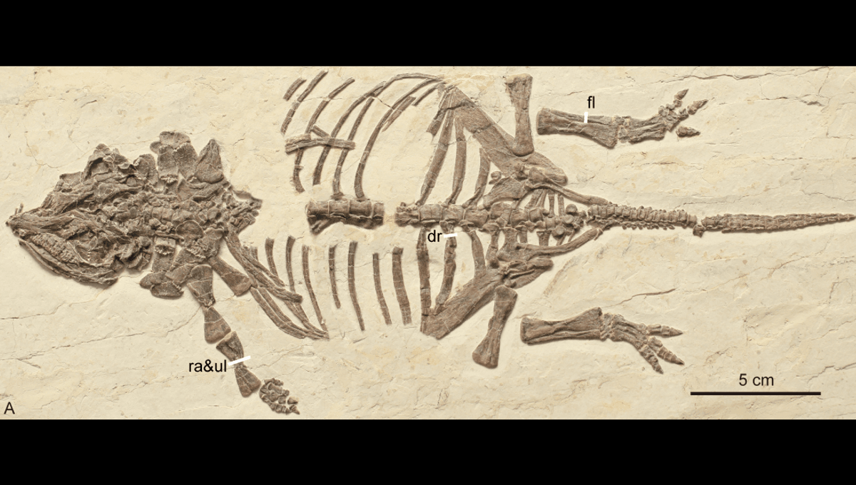 This 115-Million-Year-Old Dinosaur Is The Only Known Ankylosaur Hatchling Fossil In The World ...