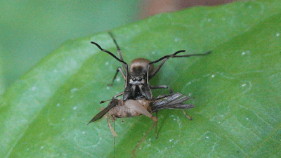 Do Spiders Produce Milk? Say Hello To Toxeus Magnus, The “Ant-Mimicking ...