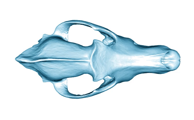 Domestic Dogs Began Developing Their Distinctive Form Over 10,000 Years ...