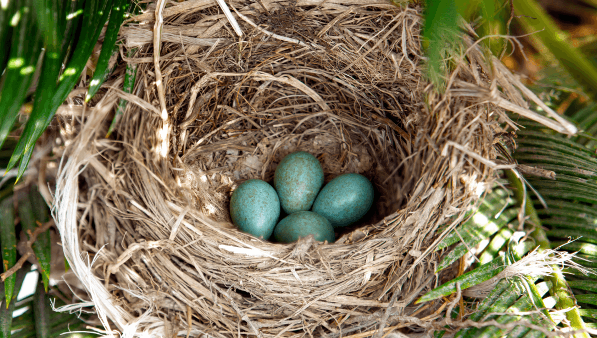 Dinosaur Eggs Were Colorful, With Speckled Examples Dating Back 150 ...