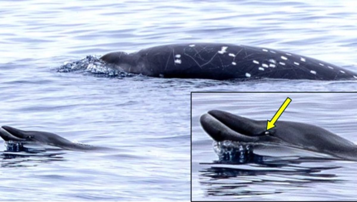 For The First Time, A Ginkgo-Toothed Beak Whale Has Been Seen Alive ...