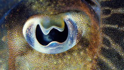 Why Do Cuttlefish Have Wavy Pupils? | IFLScience