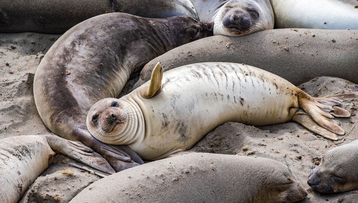 After Killing Half Of South Georgia’s Elephant Seals, H5N1 Avian Flu ...