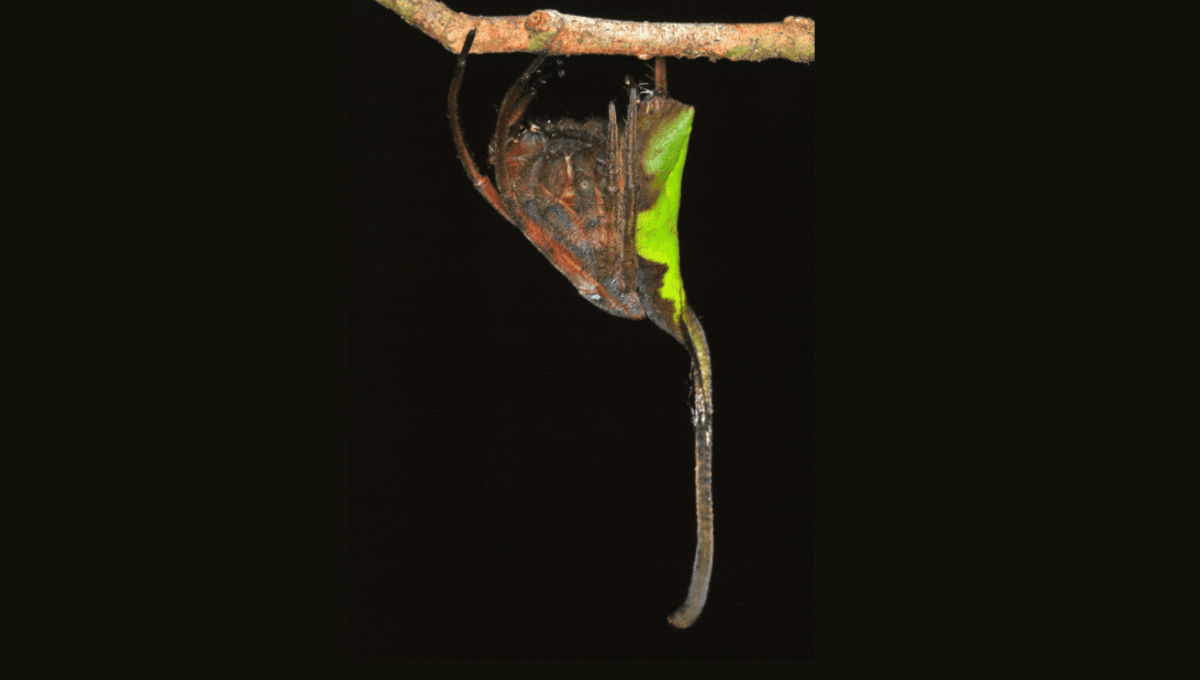 Poltys: Orb-Weaver Spiders That Look Exactly Like A Dead Leaf Are ...