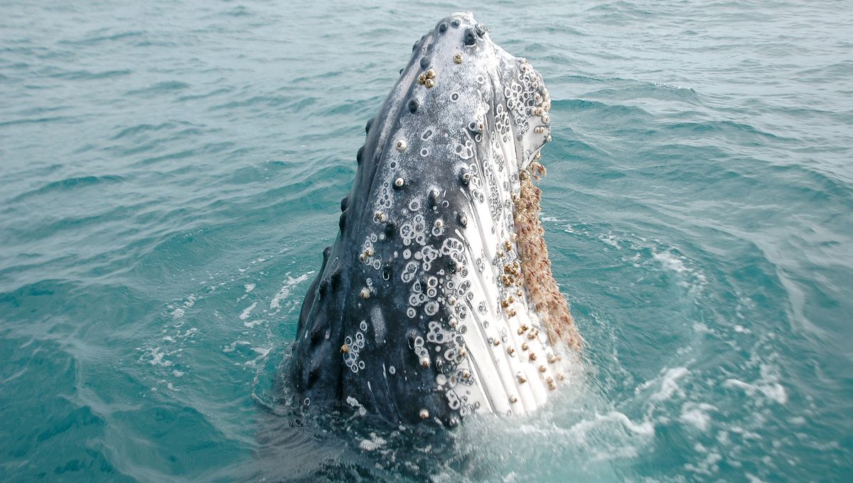 Why Do Barnacles Attach To Whales? | IFLScience