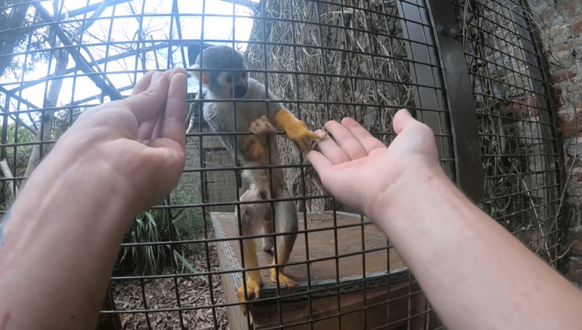 Do Animals Fall For Magic Tricks? Study Of 3 Primate Species Reveals A ...