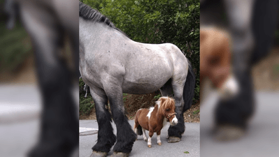 At Just 52.6 Centimeters, Pumuckel The Miniature Shetland Is The World ...