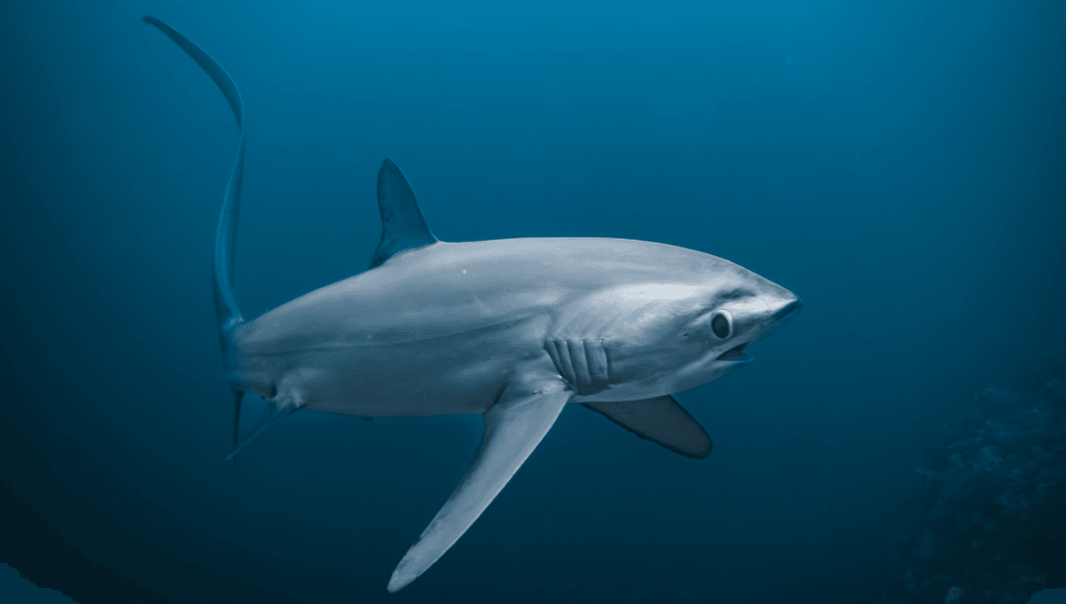 Thresher Sharks Can Whip Their 3-Meter Tails With Incredible Speed, Stunning Fish Through ...