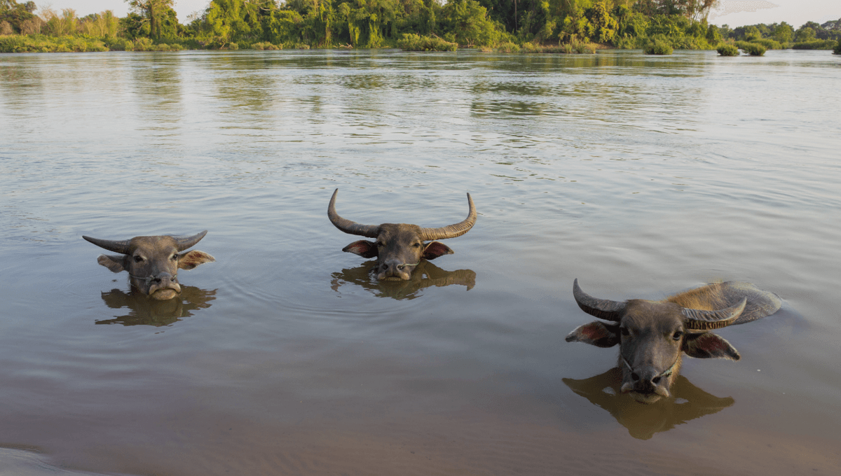 What's The Difference Between Buffalo And Bison? | IFLScience