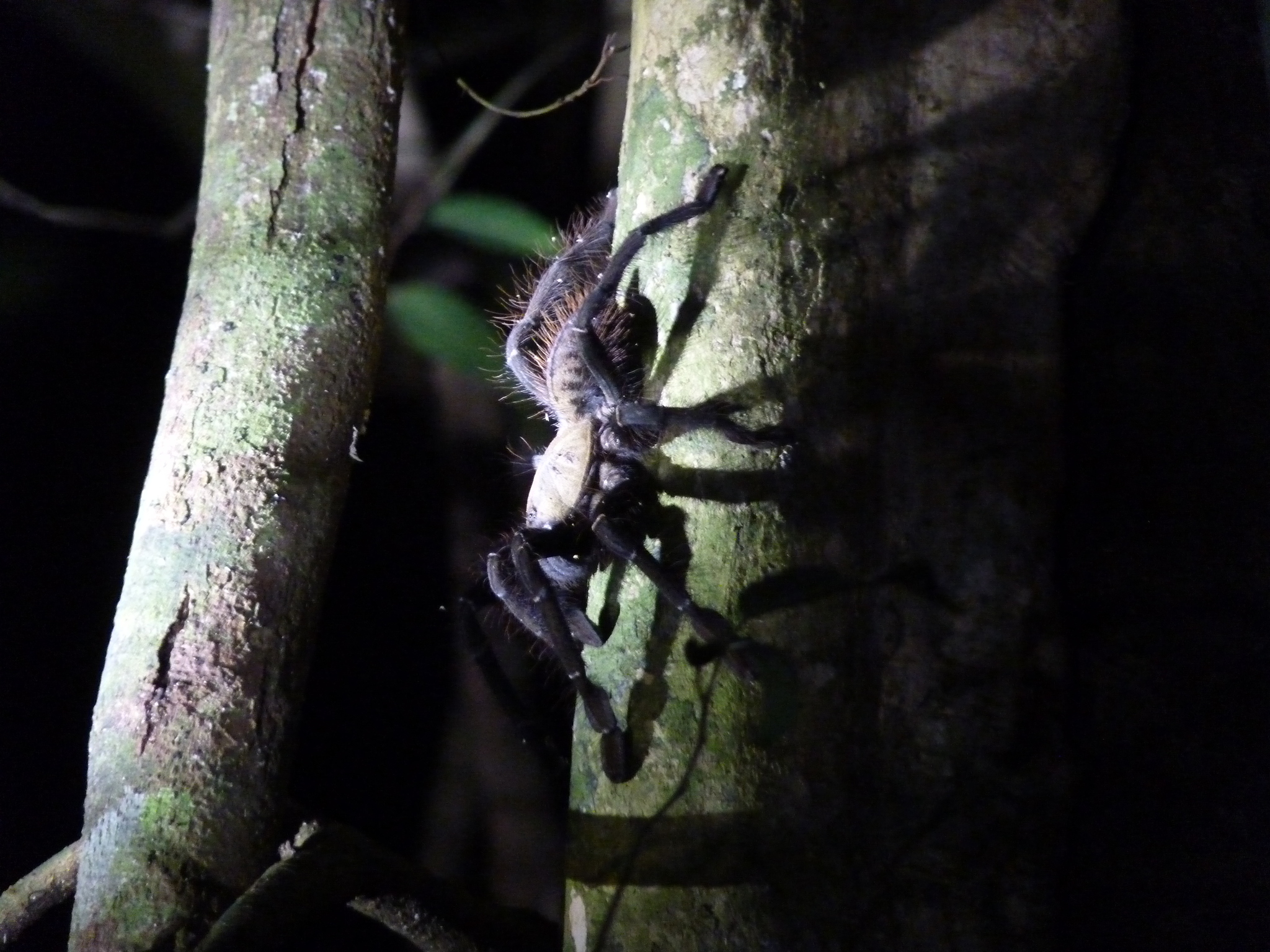 Meet The Malaysian Earthtiger Tarantula: Secretive And Stripy With A ...