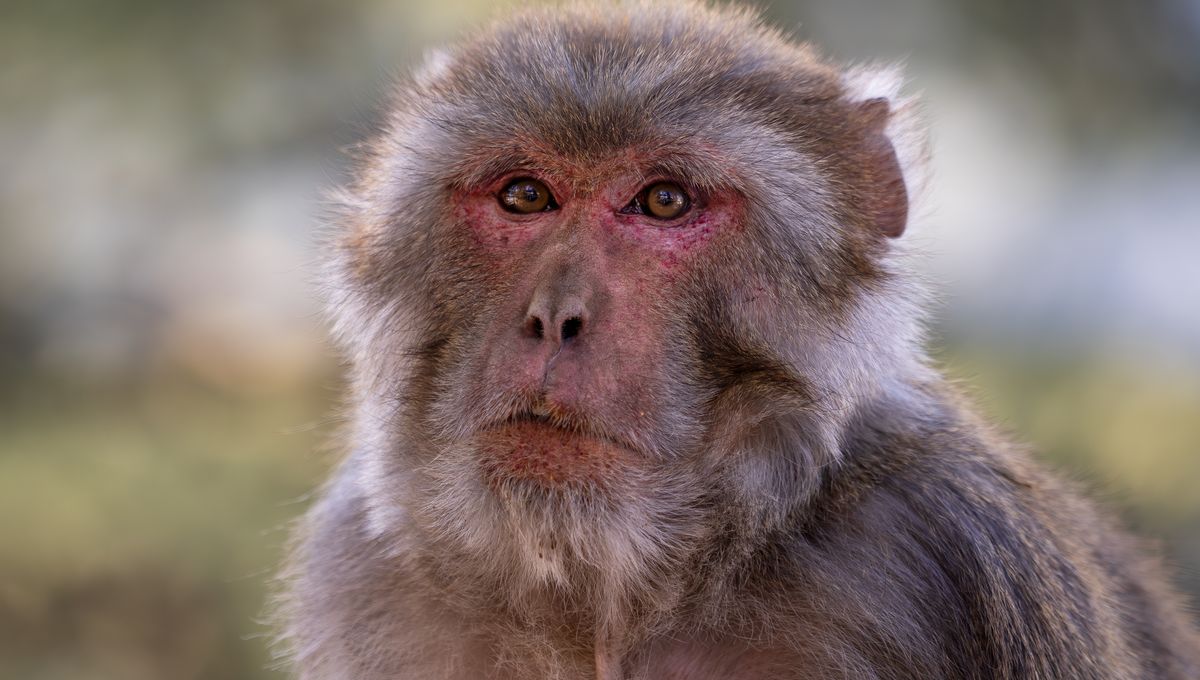 Ancient Roman Grave Goods Suggest Military Officers Kept Pet Monkeys ...