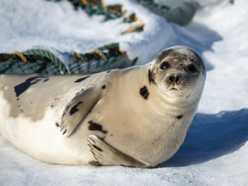 The Chick Of A Spix’s Macaw, Declared Extinct In the Wild, Has Hatched ...