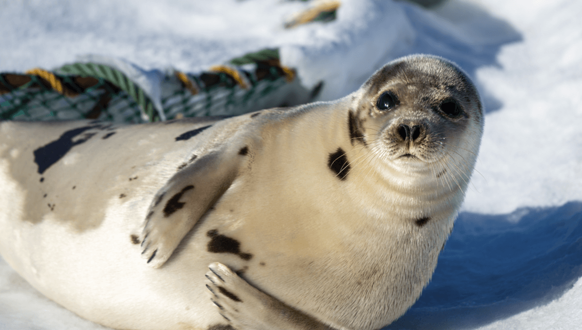 Why Do Seals Slap Their Belly? | IFLScience