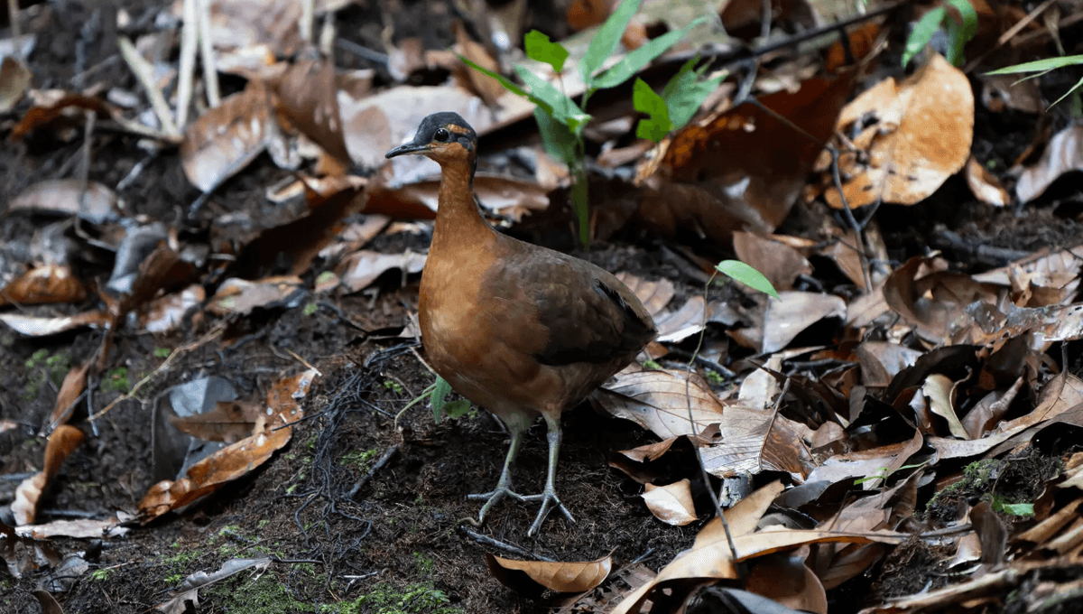 New Tinamou Species That Can Throw Its Voice – Confounding Scientists ...