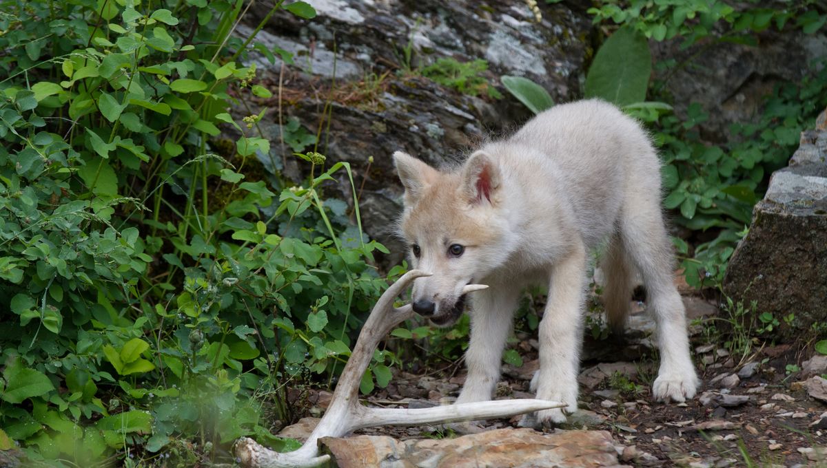 Why Wolves Will Sometimes Adopt Pups From Rival Packs | IFLScience