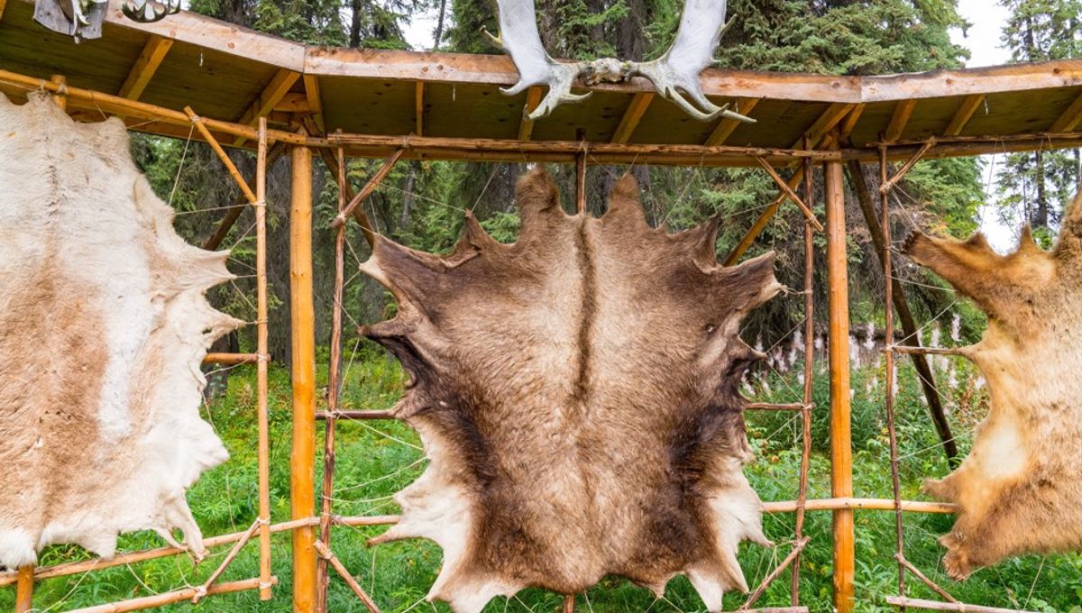 Neanderthals Skinned Animals With Reindeer Bones To Make Leather ...