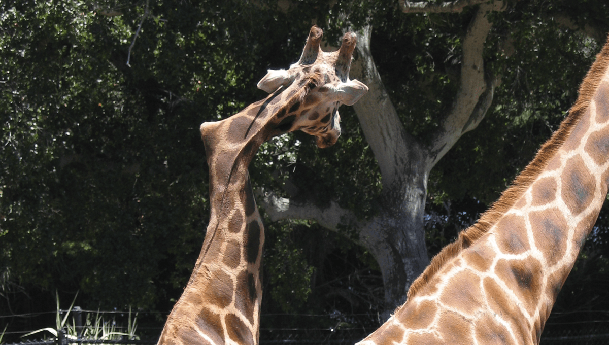 Gemina: A Crooked-Necked Giraffe At Santa Barbara Zoo Was A Feel-Good Icon | IFLScience