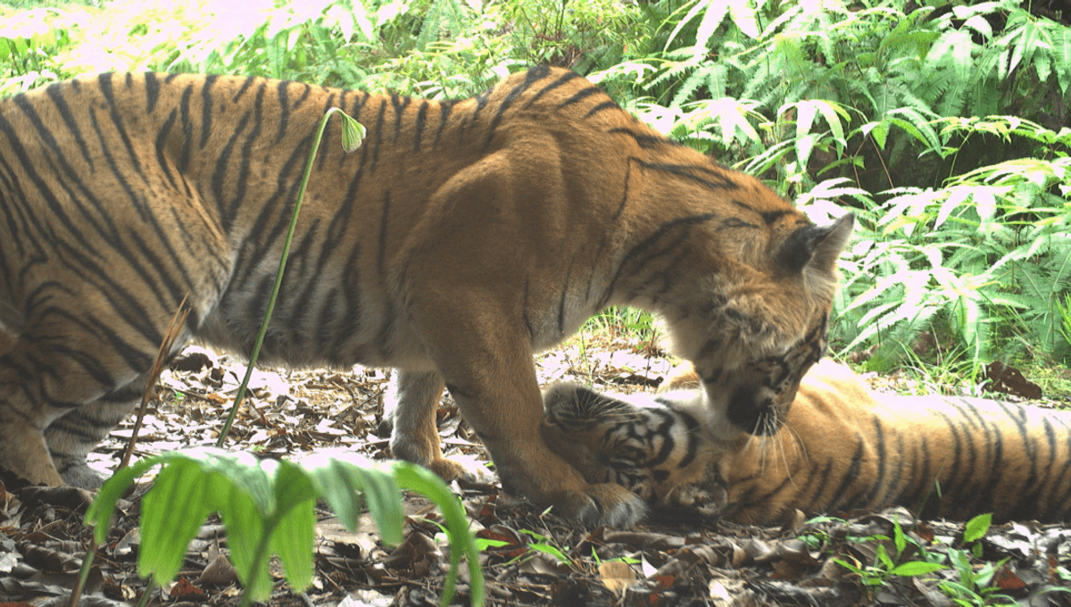 Sunda Tigers Are Critically Endangered, But There's Good News As Camera ...