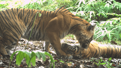 Sunda Tigers Are Critically Endangered, But There's Good News As Camera ...