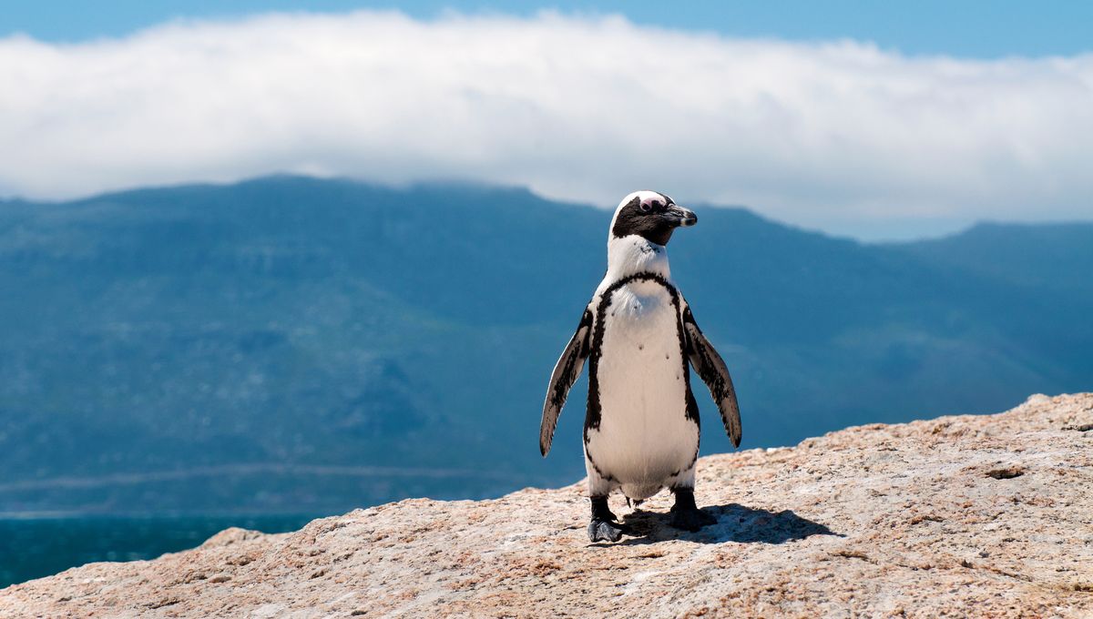 Up To 62,000 Breeding Penguins Have Perished In A Few Years Due To Mass ...
