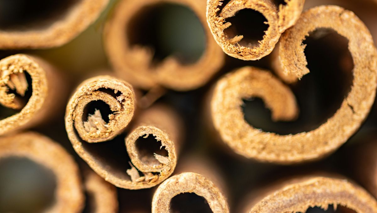Where Does Cinnamon Come From? | IFLScience