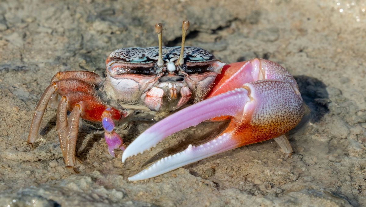 Carcinization: Why Does Evolution Keep Turning Everything Into Crabs ...