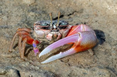 Carcinization: Why Does Evolution Keep Turning Everything Into Crabs ...