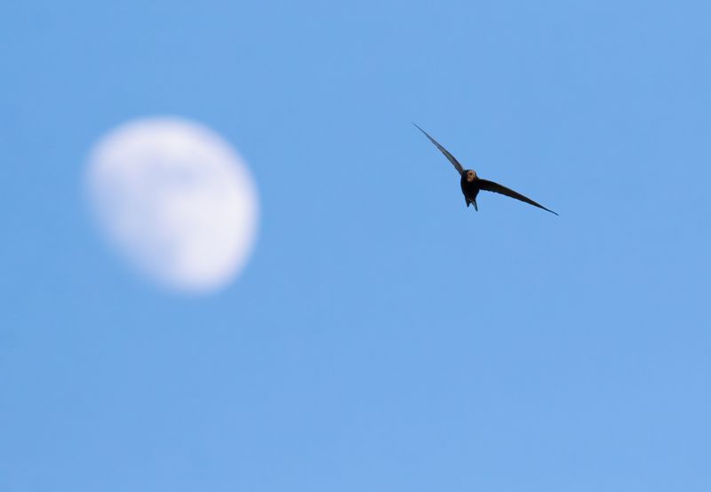 First-Ever Three-Toed Ankylosaur Footprints Discovered Prove They Were ...