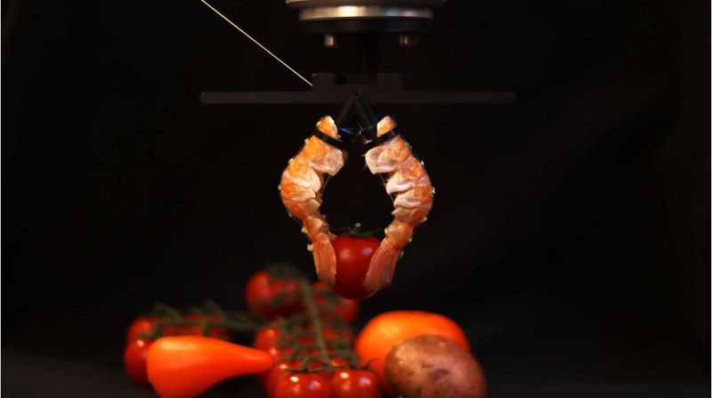 Necrobotics: Scientists Turn Dead Spider Corpses Into Biohybrid Robots ...
