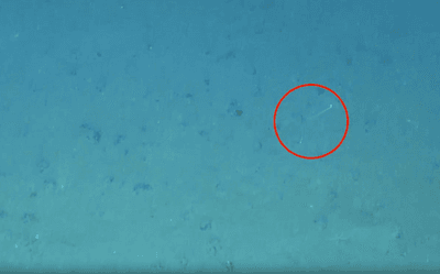 World-First Video Shows Unknown Species Of Squid Performing Never ...