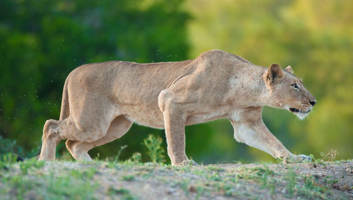 Are There Any Animals That Actively Hunt Humans As Prey? | IFLScience