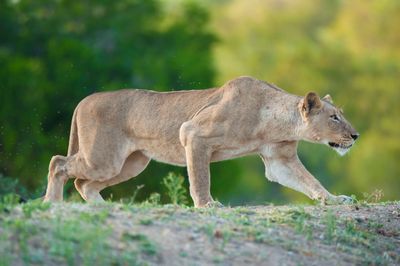 Are There Any Animals That Actively Hunt Humans As Prey? | IFLScience