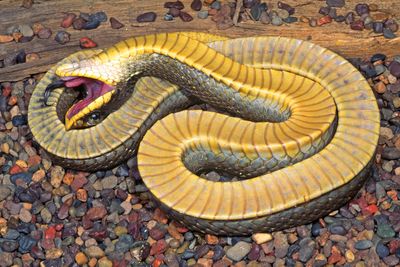 Poop, Puke, And Playing Dead: The Dramatic Defense Technique Of Hognose ...