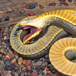 Snakes News, Articles | IFLScience