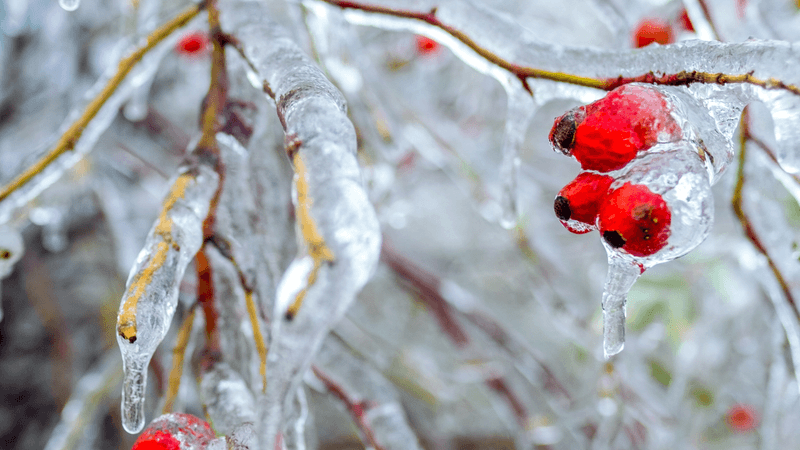 Phoresy: Why Animals Choose To Ride Around On The Backs Of Animals Much ...