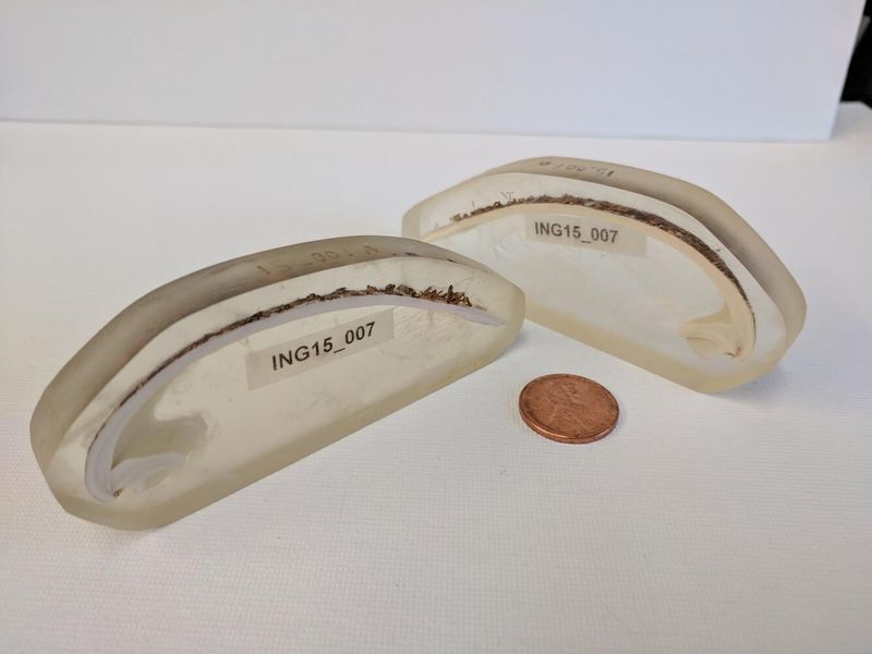 How Long Does It Take For A Fossil To Form? Frogs' Brains Show ...