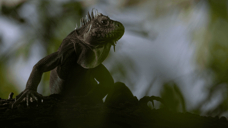 Rare 3.7-Meter-Long Deep-Sea “Doomsday” Fish Found Off California Coast ...